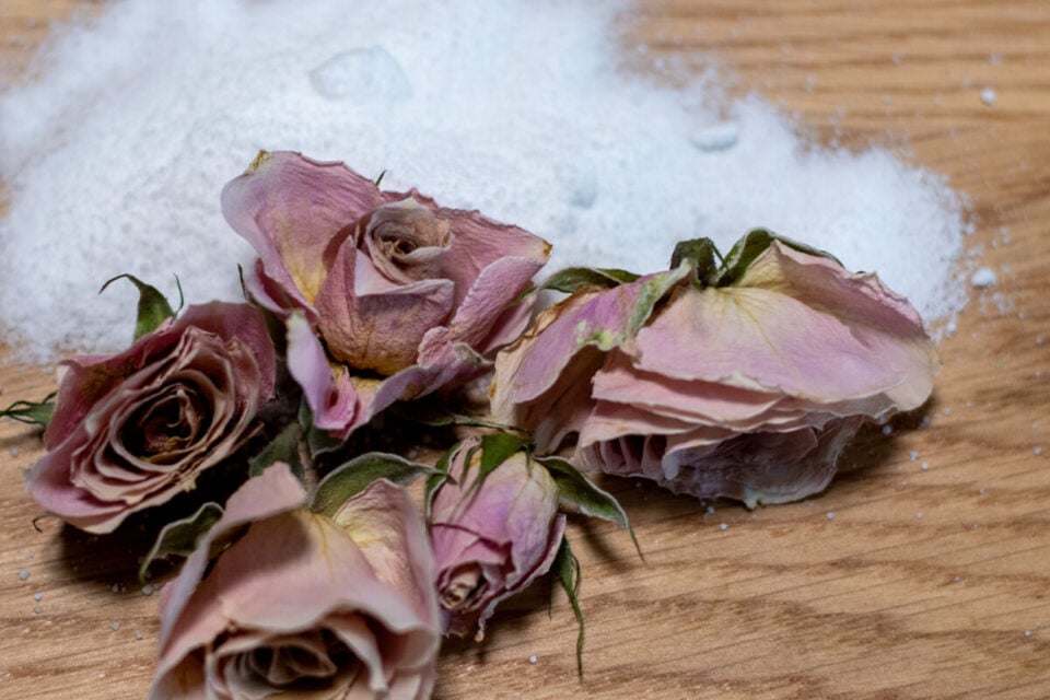 Easily Dry Flowers for Long-Lasting Bouquets with 3 Household Items