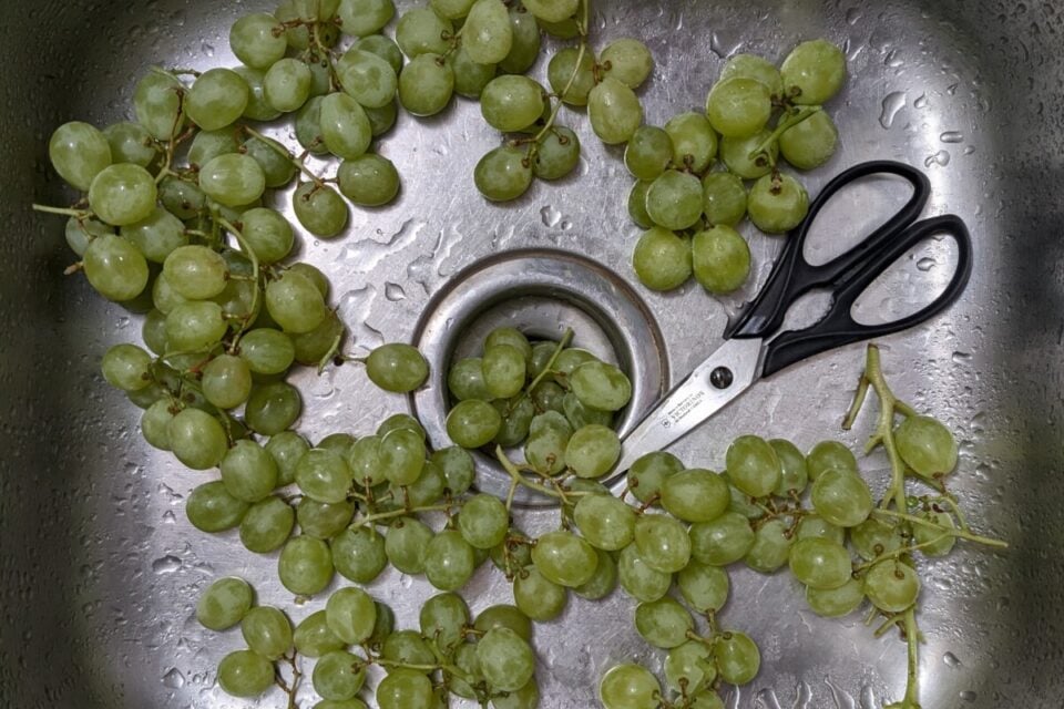Use My Method to Store Grapes for Up to a Month