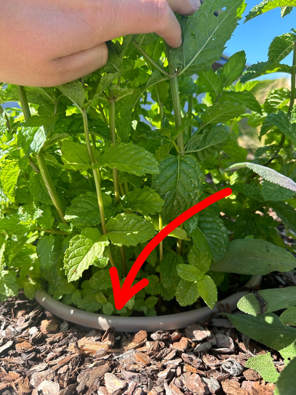 Planting Mint in the Garden is Dangerous – But It Doesn’t Have to Be