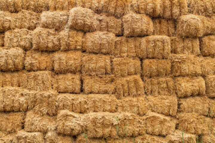I’m Done Using Straw Mulch (You Might Want to Stop Using It Too)