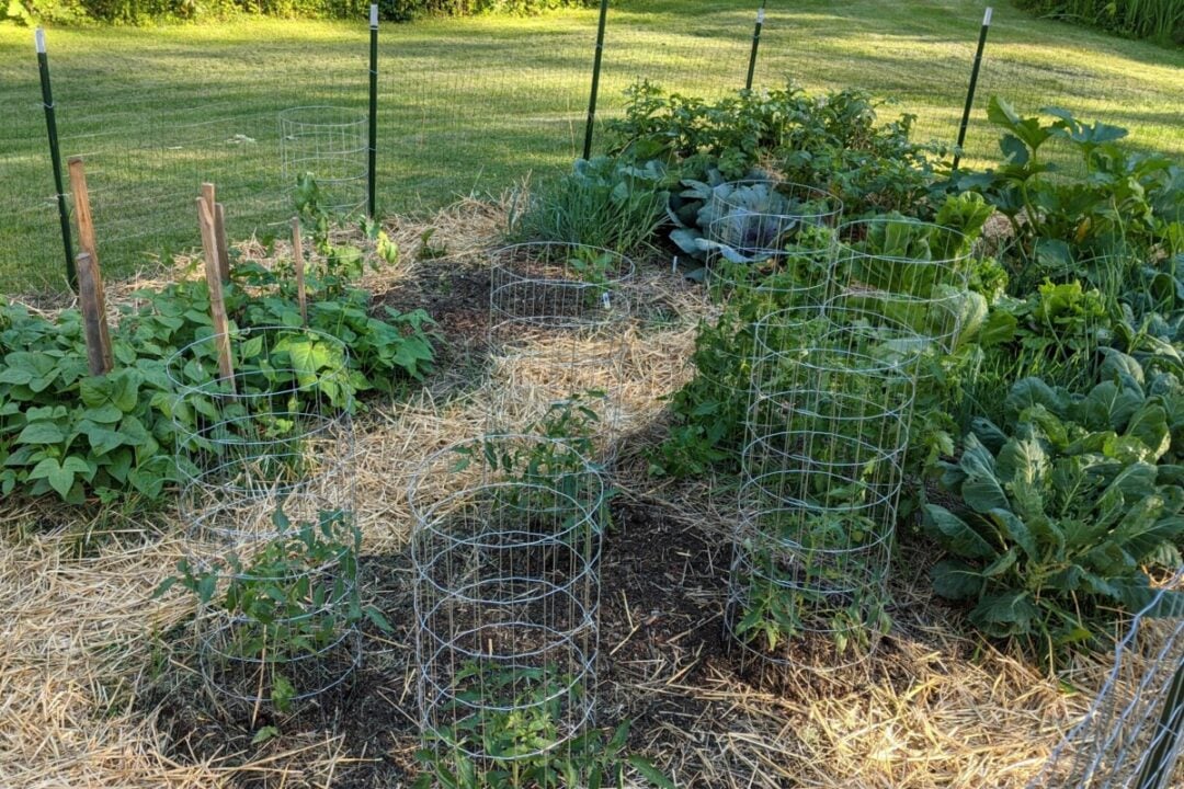 I’m Done Using Straw Mulch (You Might Want to Stop Using It Too)