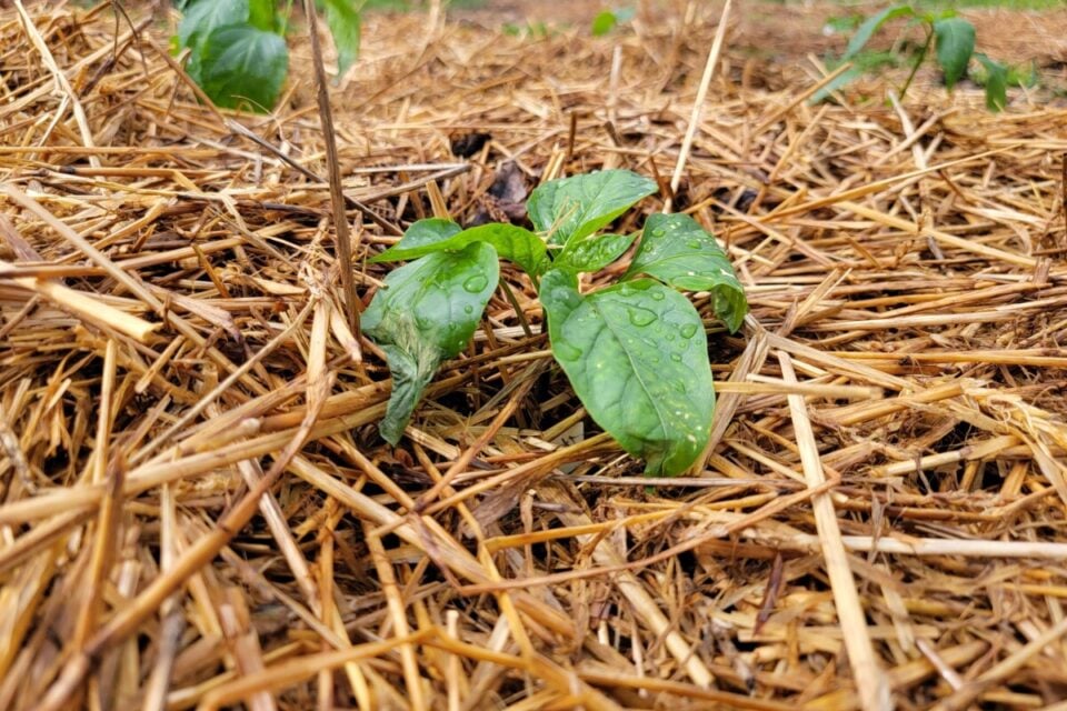 I’m Done Using Straw Mulch (You Might Want to Stop Using It Too)
