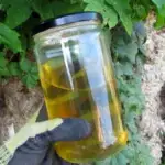 How to Use Urine as Plant Fertilizer