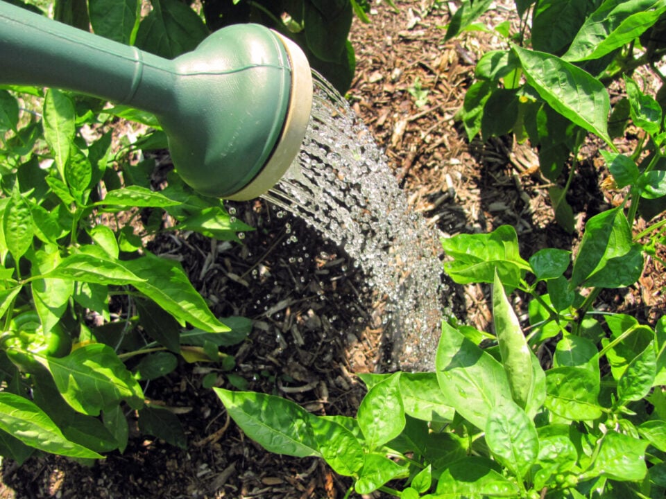 How to Use Urine as Plant Fertilizer