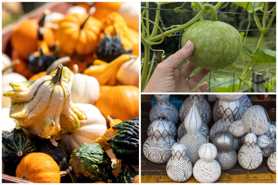 How to Dry Decorative Gourds So They Last for Years – It’s So Easy!