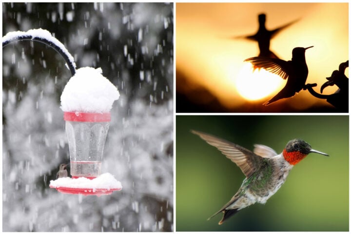 5 Fall Hummingbird Feeding Tips & When to Take Down Feeders