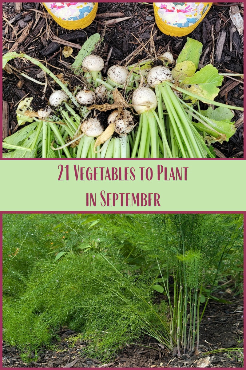 21 Vegetables to Plant in September