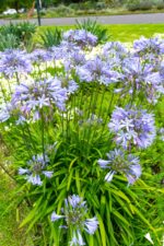 For Stunning Agapanthus Blooms, Don’t Skip This Simple Practice