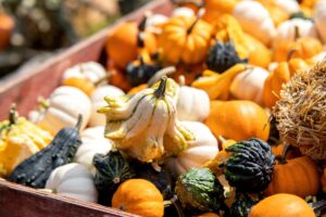 How to Dry Decorative Gourds So They Last for Years – It’s So Easy!