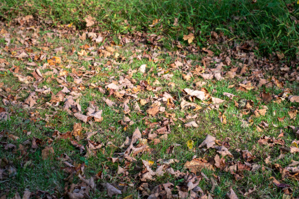 Why Fall Is The Best Time To Fertilize Your Garden (& What To Use)