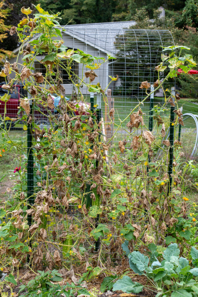 Why Fall Is The Best Time To Fertilize Your Garden (& What To Use)