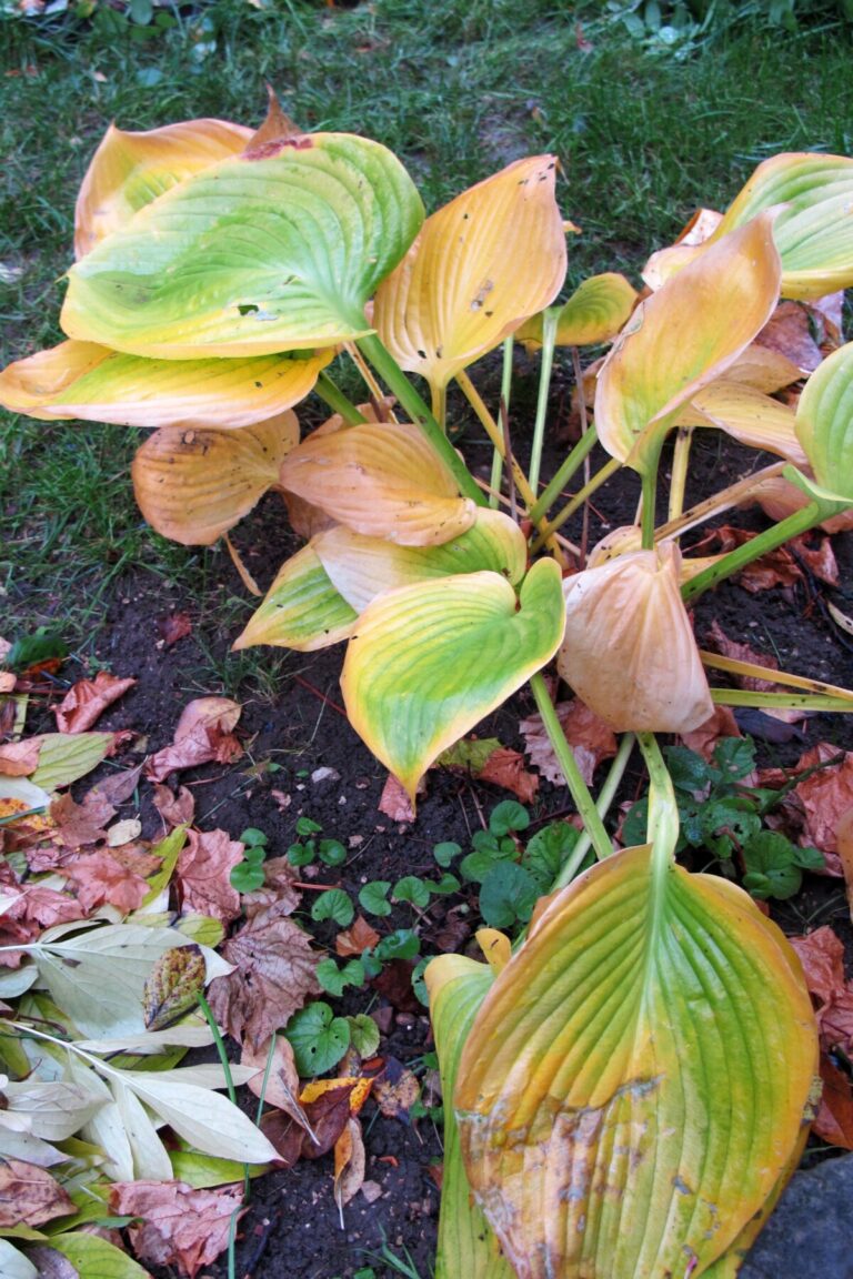 Easy 3-Step Fall Hosta Care for Beautiful Plants