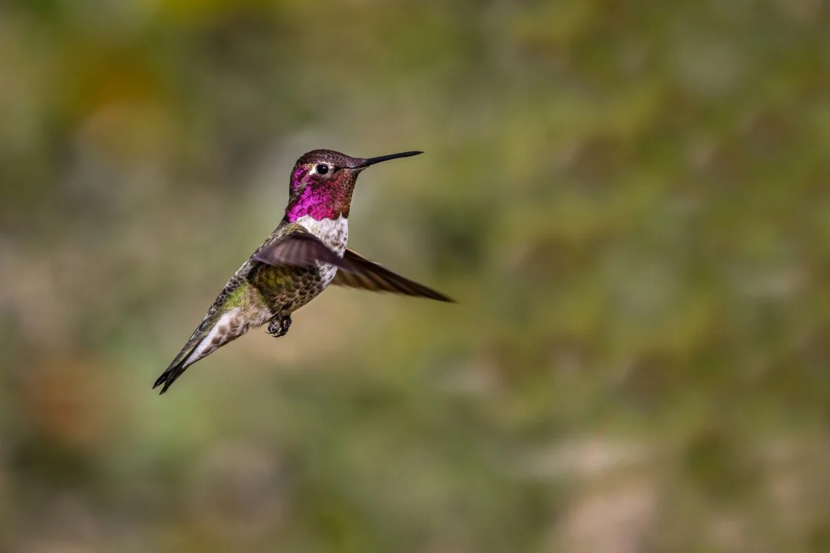 5 Fall Hummingbird Feeding Tips & When to Take Down Feeders