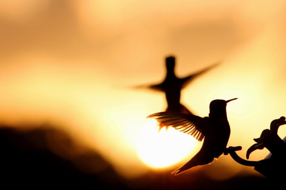 5 Fall Hummingbird Feeding Tips & When to Take Down Feeders