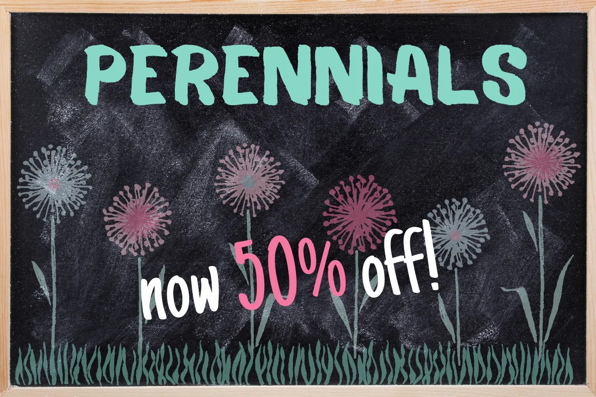 Why Fall Is The Best Time To Plant Perennials (& How To Do It Right)