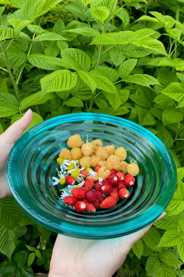 How to Propagate Raspberries from Cuttings (& One Big Mistake That ...