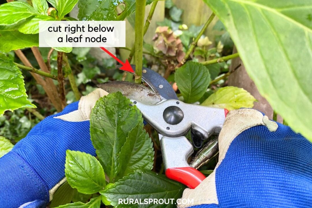 Fall Is the Best Time to Take Hydrangea Cuttings. Here's How To Do It