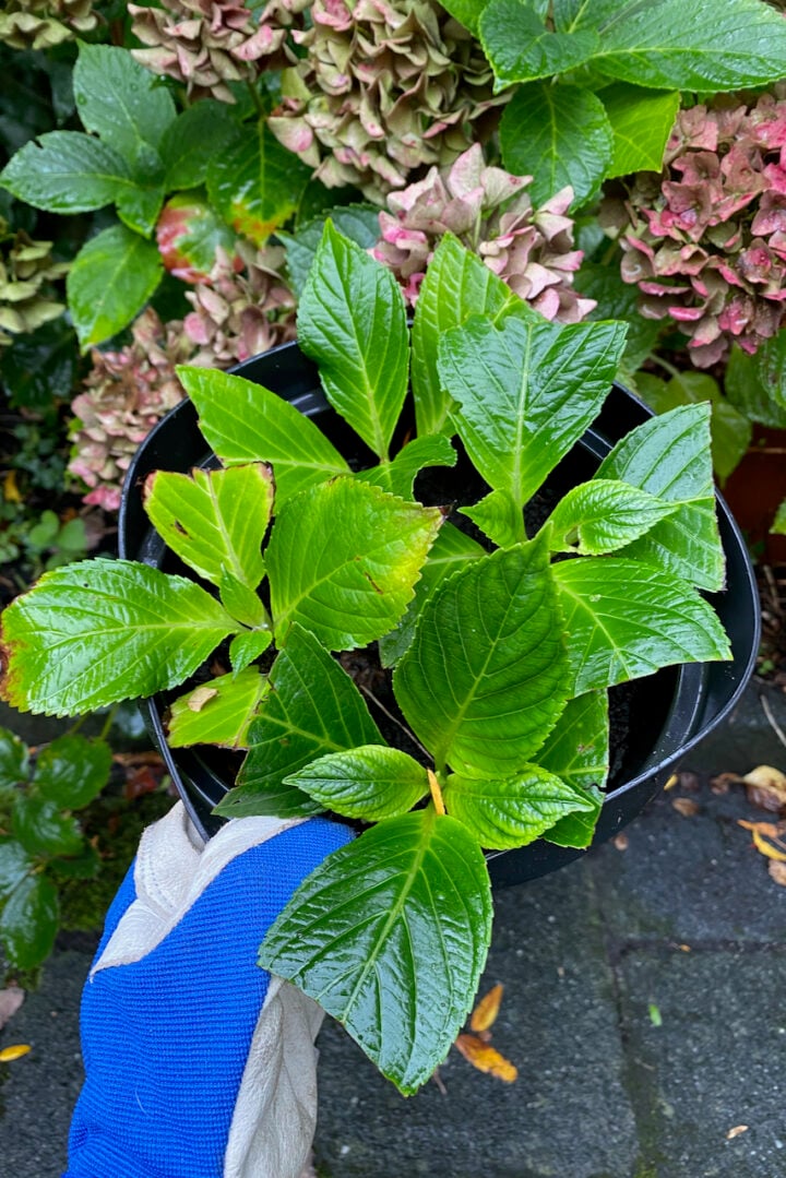 Fall Is the Best Time to Take Hydrangea Cuttings. Here's How To Do It