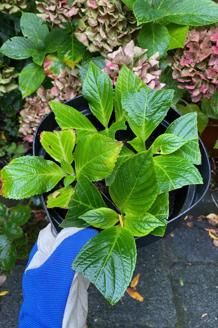 Fall Is the Best Time to Take Hydrangea Cuttings. Here's How To Do It