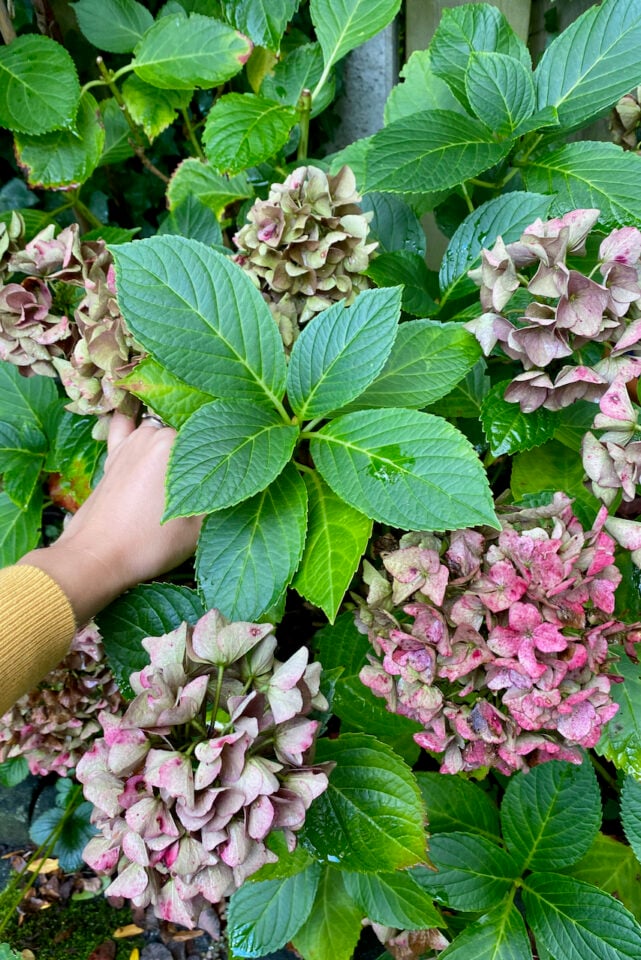 Fall Is the Best Time to Take Hydrangea Cuttings. Here's How To Do It