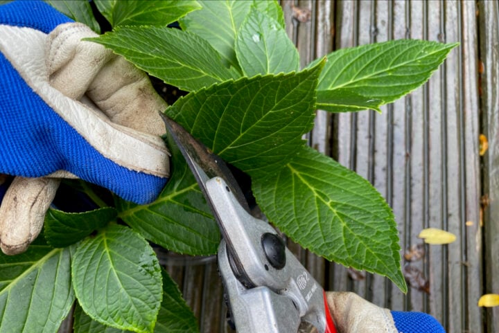 Fall Is the Best Time to Take Hydrangea Cuttings. Here's How To Do It