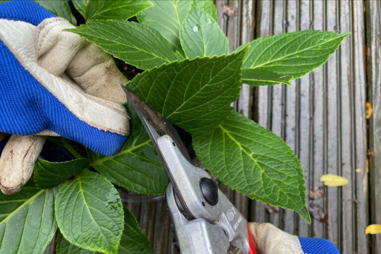 Fall Is the Best Time to Take Hydrangea Cuttings. Here's How To Do It