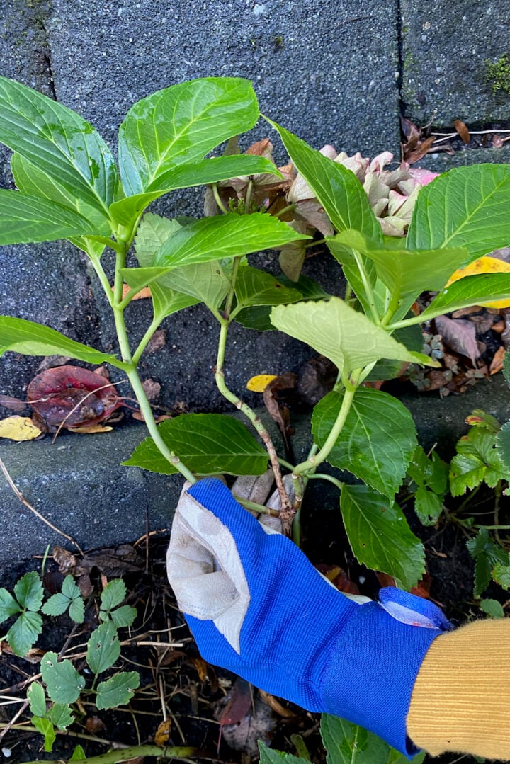 Fall Is the Best Time to Take Hydrangea Cuttings. Here's How To Do It