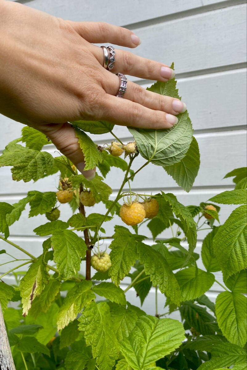 How to Propagate Raspberries from Cuttings (& One Big Mistake That ...