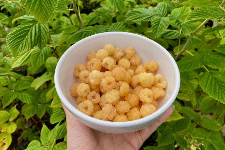 How to Propagate Raspberries from Cuttings (& One Big Mistake That ...