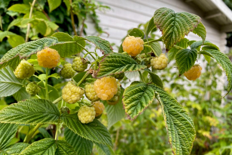 How to Propagate Raspberries from Cuttings (& One Big Mistake That ...
