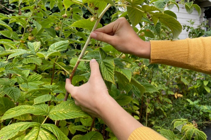 How to Propagate Raspberries from Cuttings (& One Big Mistake That ...