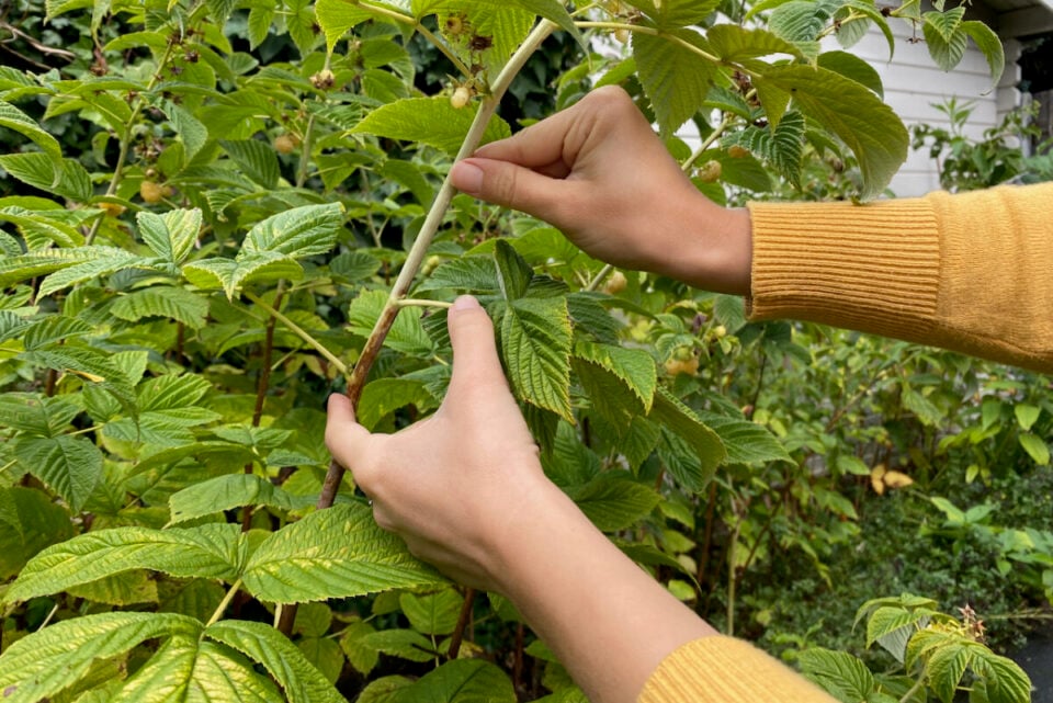 How to Propagate Raspberries from Cuttings (& One Big Mistake That ...