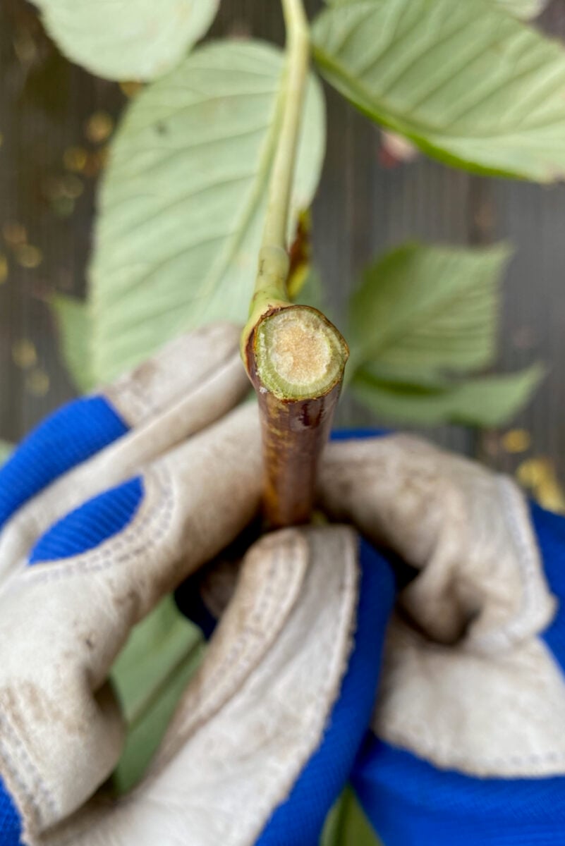 How to Propagate Raspberries from Cuttings (& One Big Mistake That ...