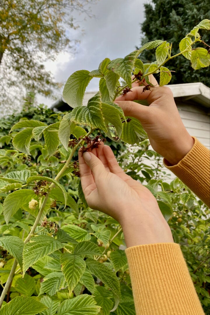 How to Propagate Raspberries from Cuttings (& One Big Mistake That ...