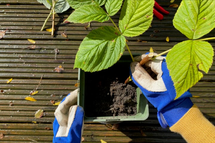 How to Propagate Raspberries from Cuttings (& One Big Mistake That ...