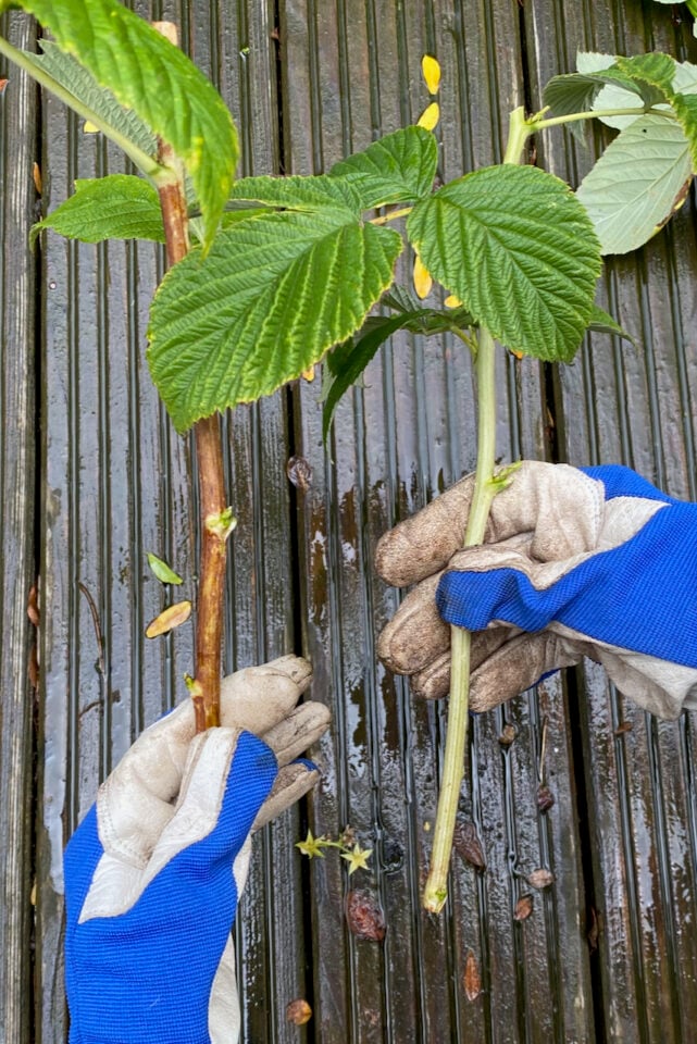 How to Propagate Raspberries from Cuttings (& One Big Mistake That ...