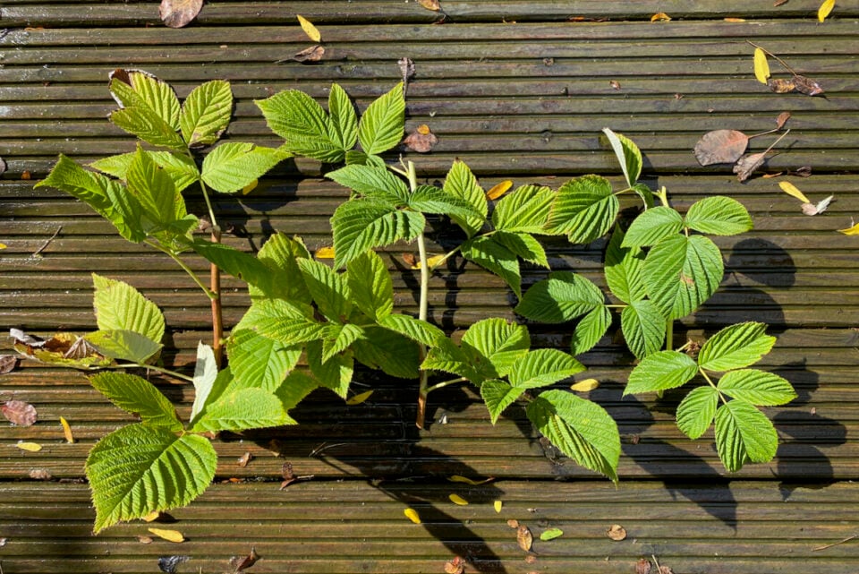 How to Propagate Raspberries from Cuttings (& One Big Mistake That ...