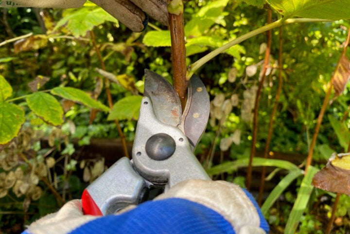 How to Propagate Raspberries from Cuttings (& One Big Mistake That ...