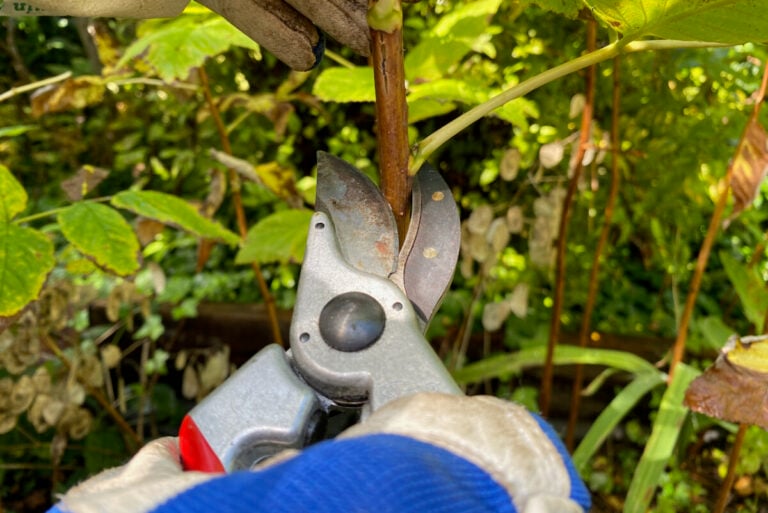 How to Propagate Raspberries from Cuttings (& One Big Mistake That ...