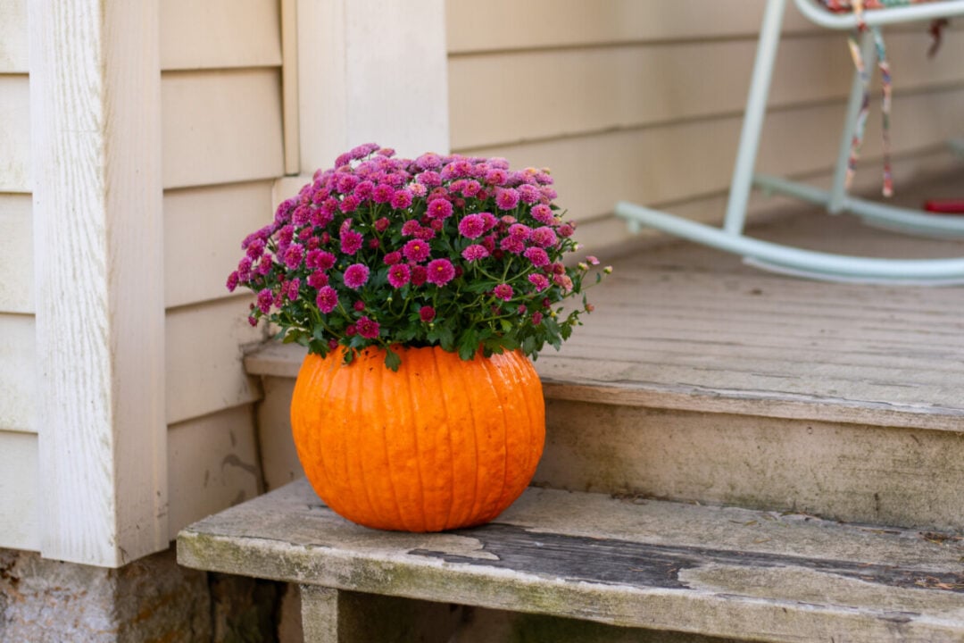 Create This Charming Mum & Pumpkin Planter in 5 Minutes