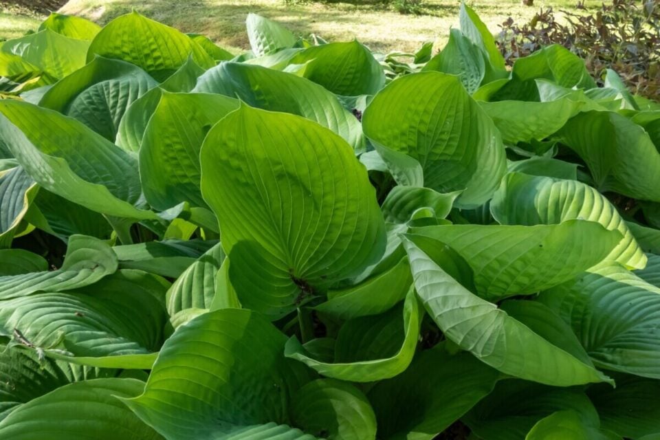 How to Stop Deer from Eating Your Hostas