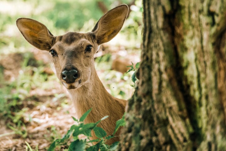How to Stop Deer from Eating Your Hostas