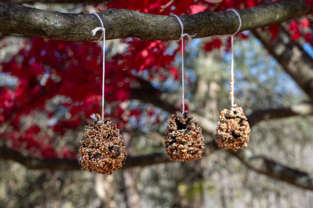 Pine Cone Bird Feeders – Not Just a Kids Craft