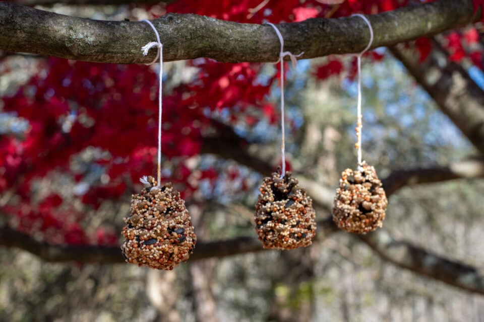 Pine Cone Bird Feeders – Not Just a Kids Craft