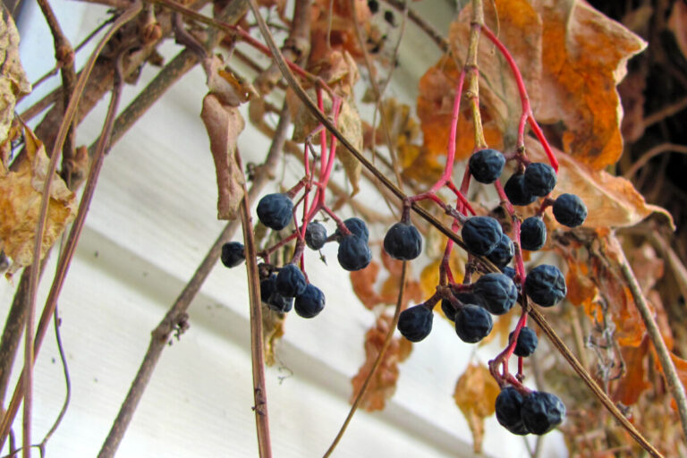 10 Low Effort Ways to Create a Winter Wildlife Sanctuary