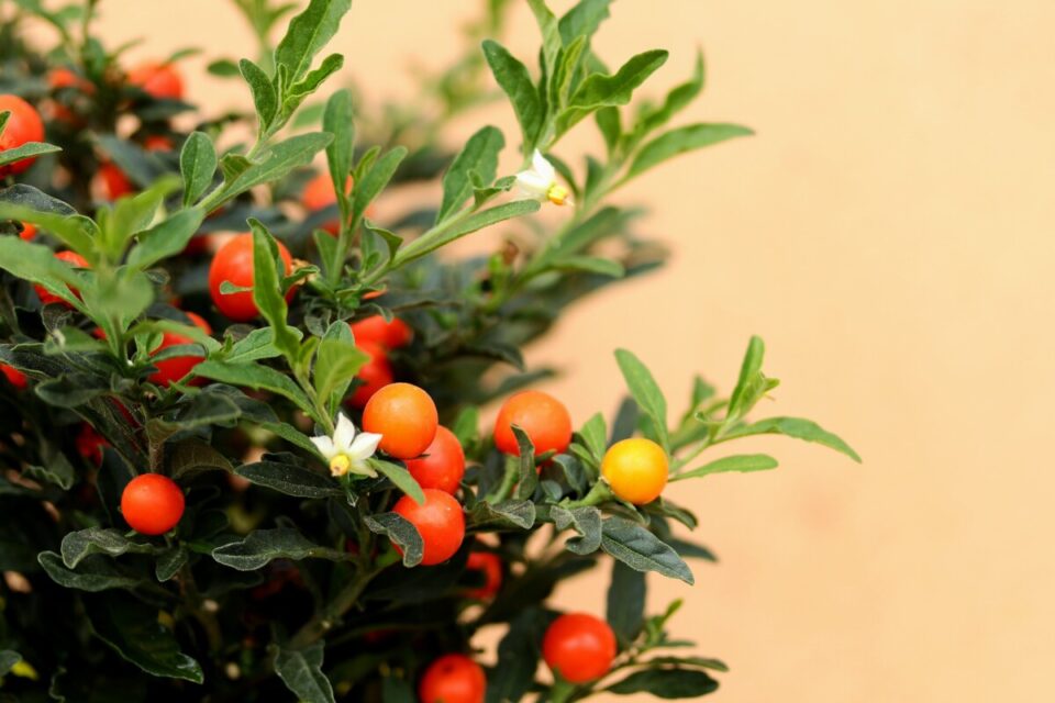 Love Christmas Cactus? 10 More Unusual Houseplants You'll Adore