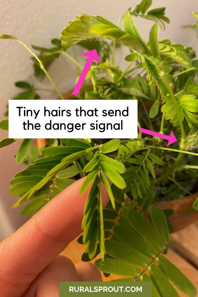 How to Care for the Sensitive Plant (Mimosa Pudica) - The Houseplant ...