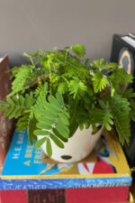How to Care for the Sensitive Plant (Mimosa Pudica) - The Houseplant ...