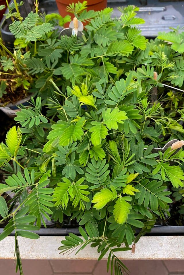 How to Care for the Sensitive Plant (Mimosa Pudica) - The Houseplant ...