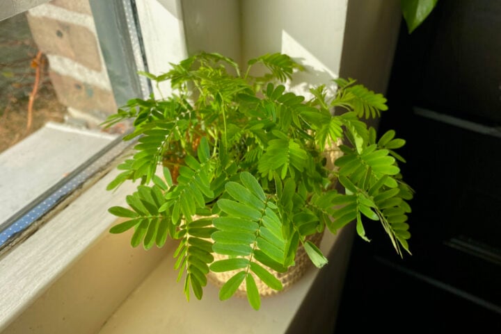 How to Care for the Sensitive Plant (Mimosa Pudica) - The Houseplant ...